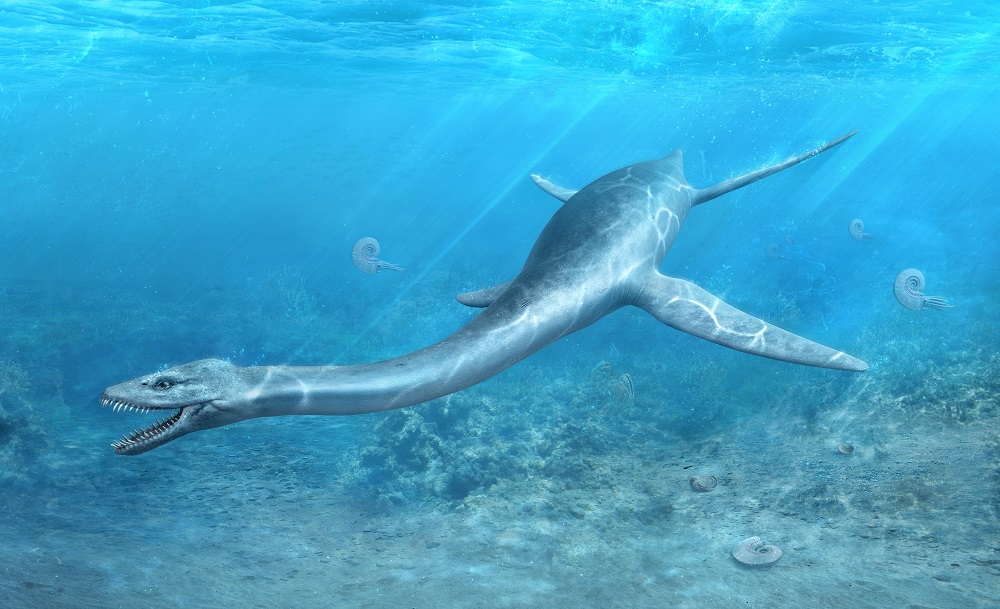 Pieces of a plesiosaur – More Than A Dodo