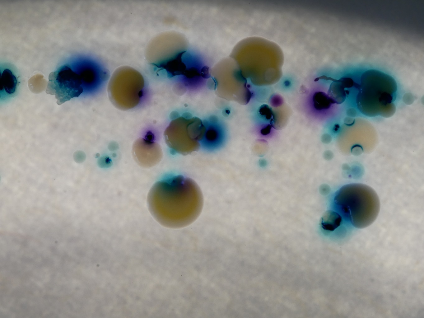 Bacteria: captured and cultured – More Than A Dodo