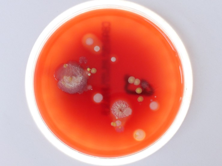 Bacteria: captured and cultured – More Than A Dodo