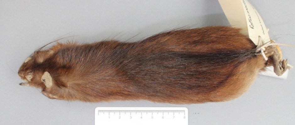 Bulldog Rats – More Than A Dodo