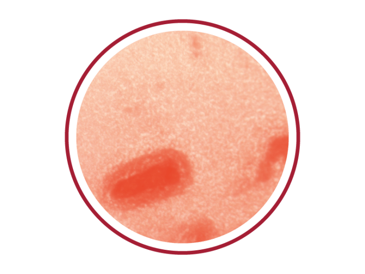 Bacteria that changed the world: Alcanivorax – More Than A Dodo