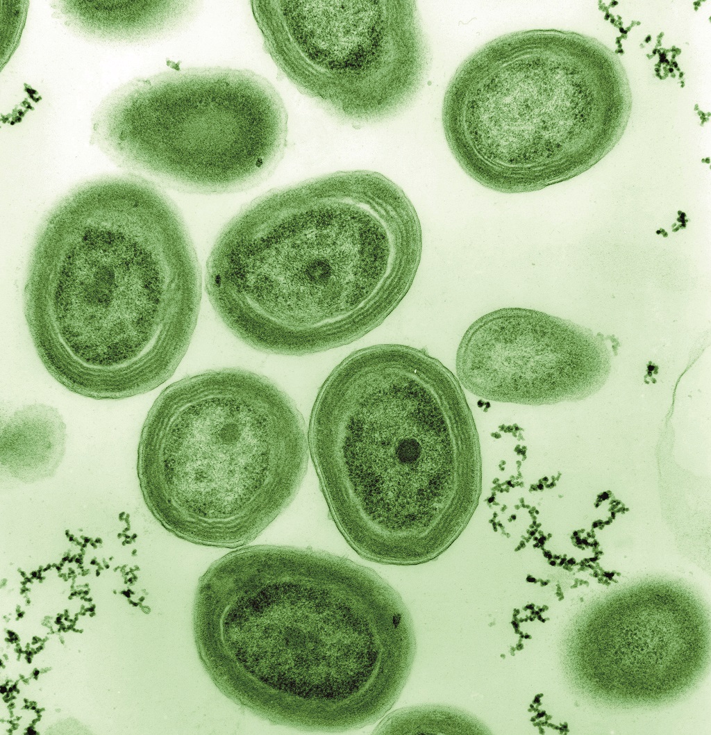 Bacteria that changed the world: Prochlorococcus – More Than A Dodo