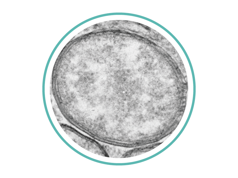 Bacteria that changed the world: Wolbachia – More Than A Dodo