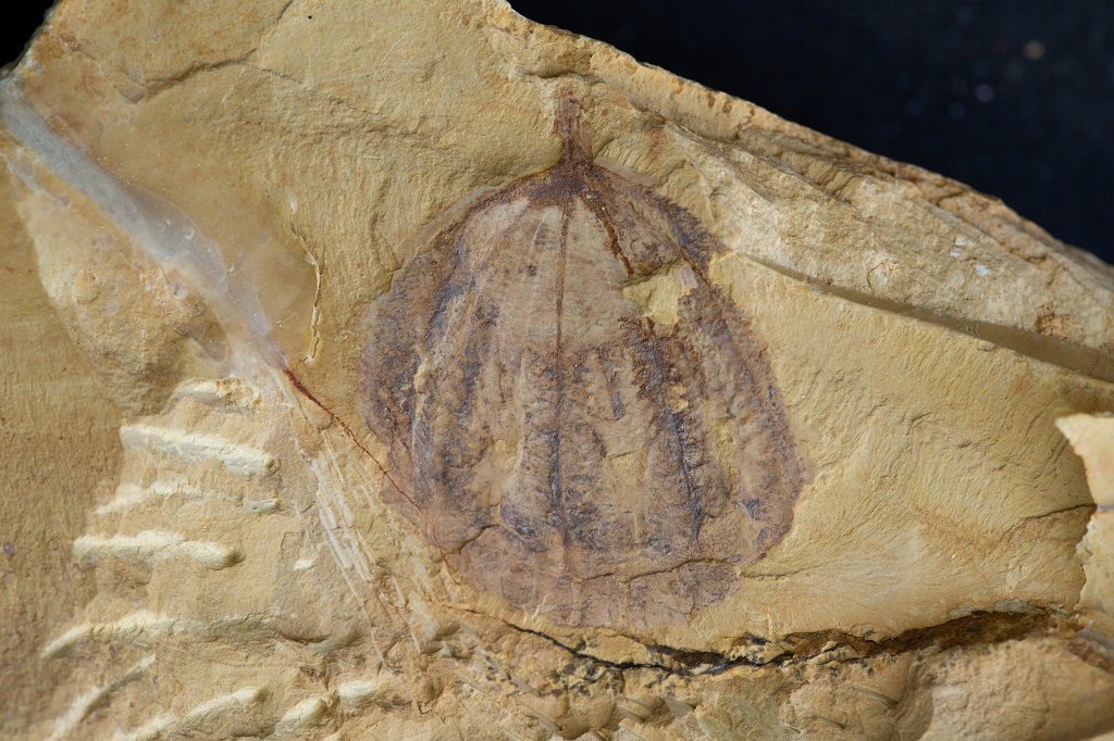 Exceptional Chinese fossils come to Oxford in new partnership – More ...
