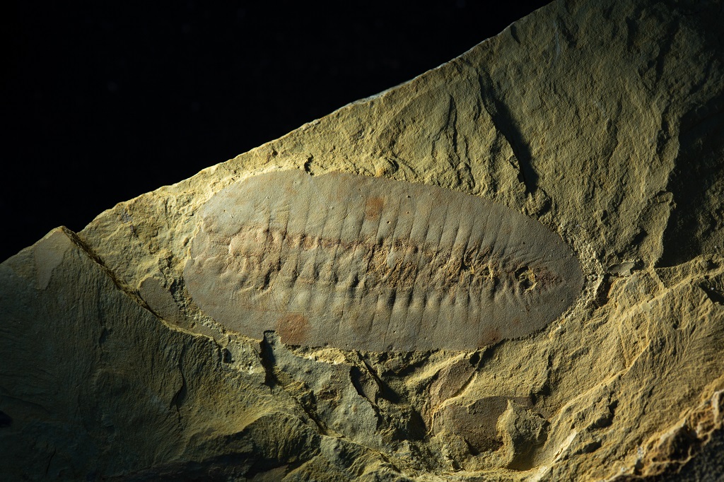 Exceptional Chinese fossils come to Oxford in new partnership – More ...