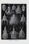 Tests of time: Foraminifera and Radiolarians in science, art and 3D ...
