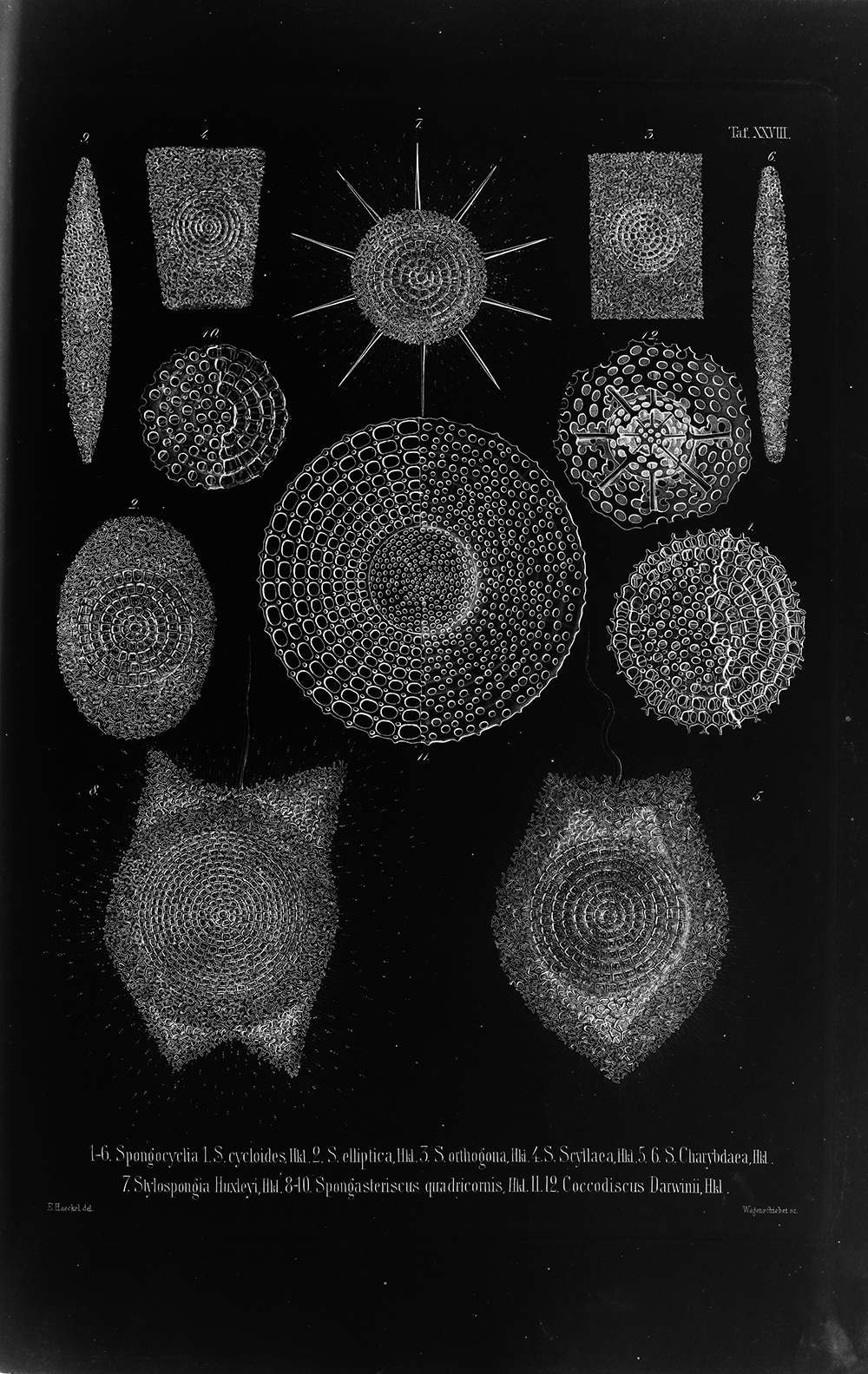 Tests of time: Foraminifera and Radiolarians in science, art and 3D ...