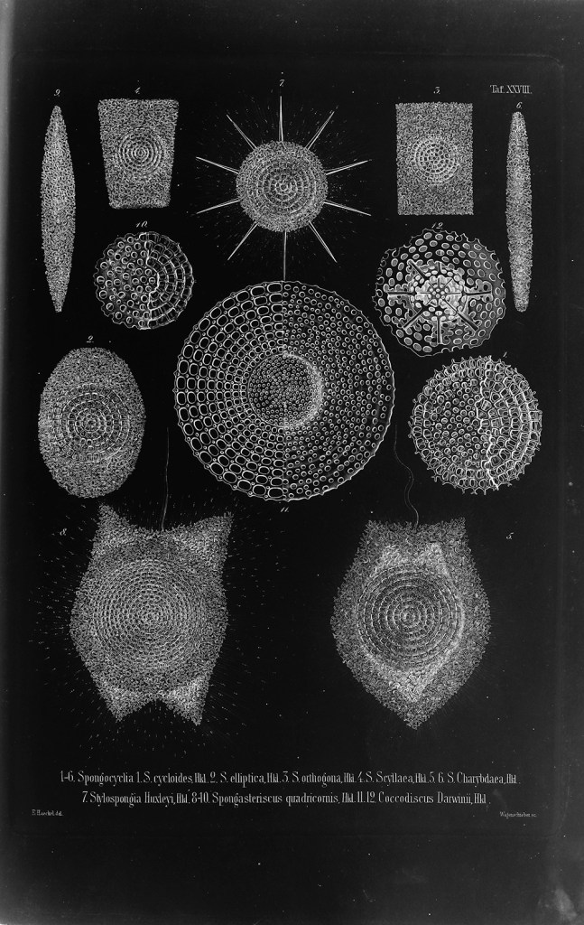 Tests of time: Foraminifera and Radiolarians in science, art and 3D ...