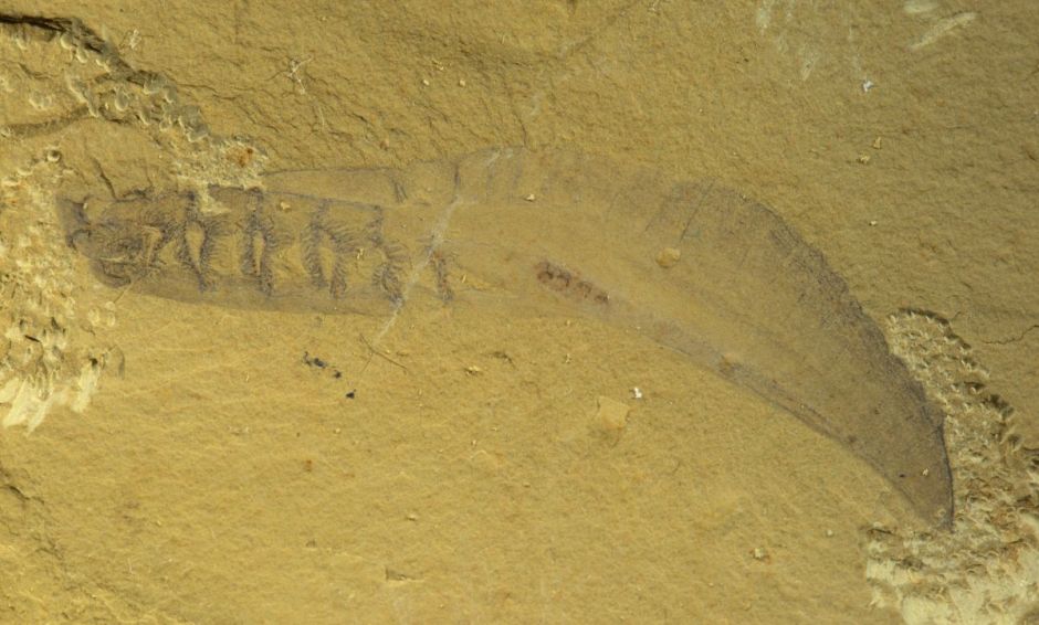 Meet the First Animals – More Than A Dodo