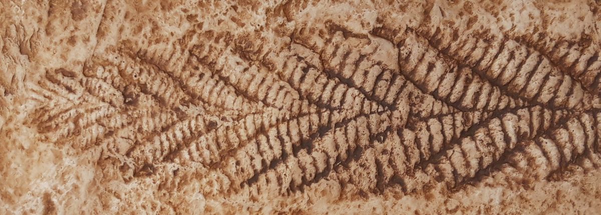 Meet the First Animals – More Than A Dodo