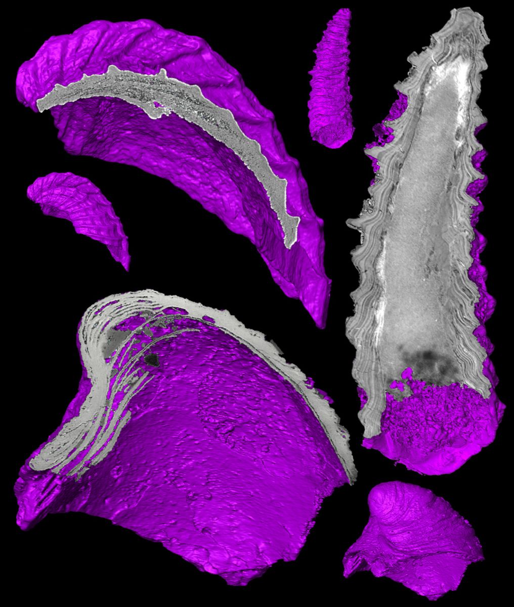 Meet the First Animals – More Than A Dodo
