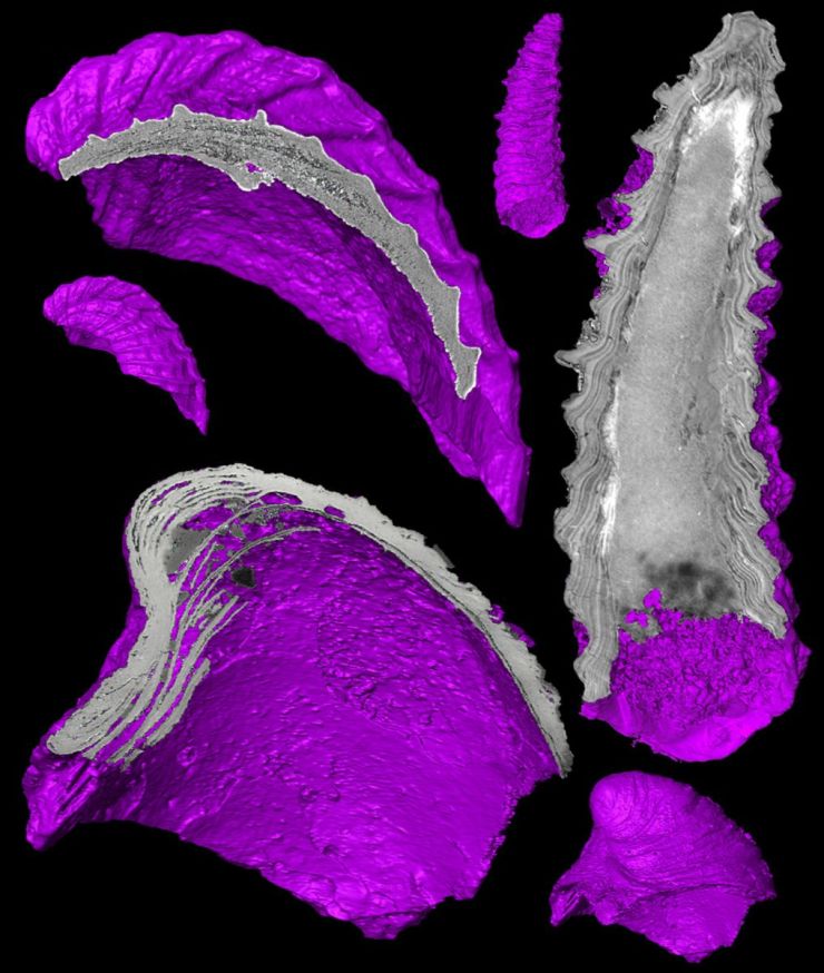 Meet the First Animals – More Than A Dodo