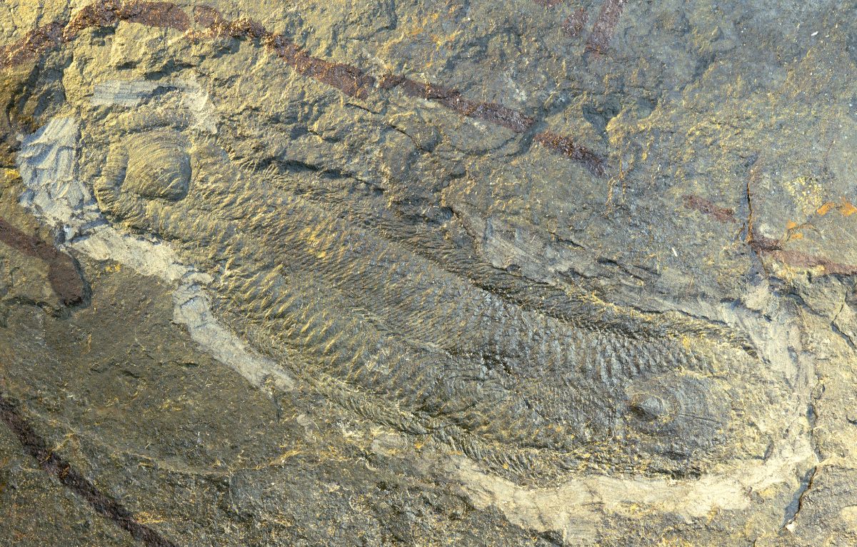 Meet the First Animals – More Than A Dodo