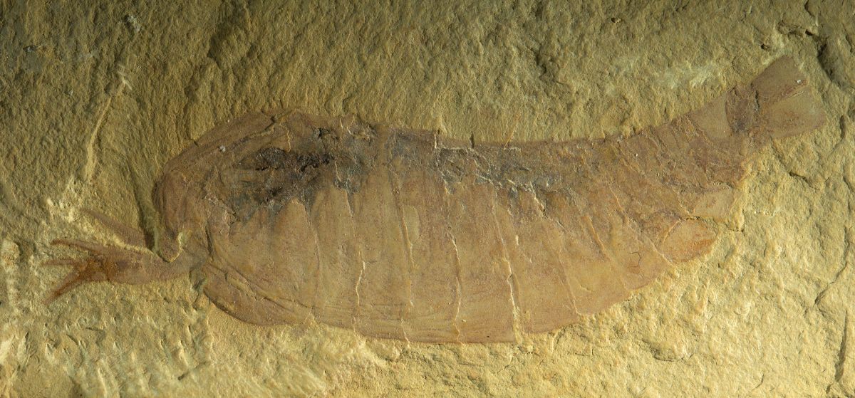 Meet the First Animals – More Than A Dodo