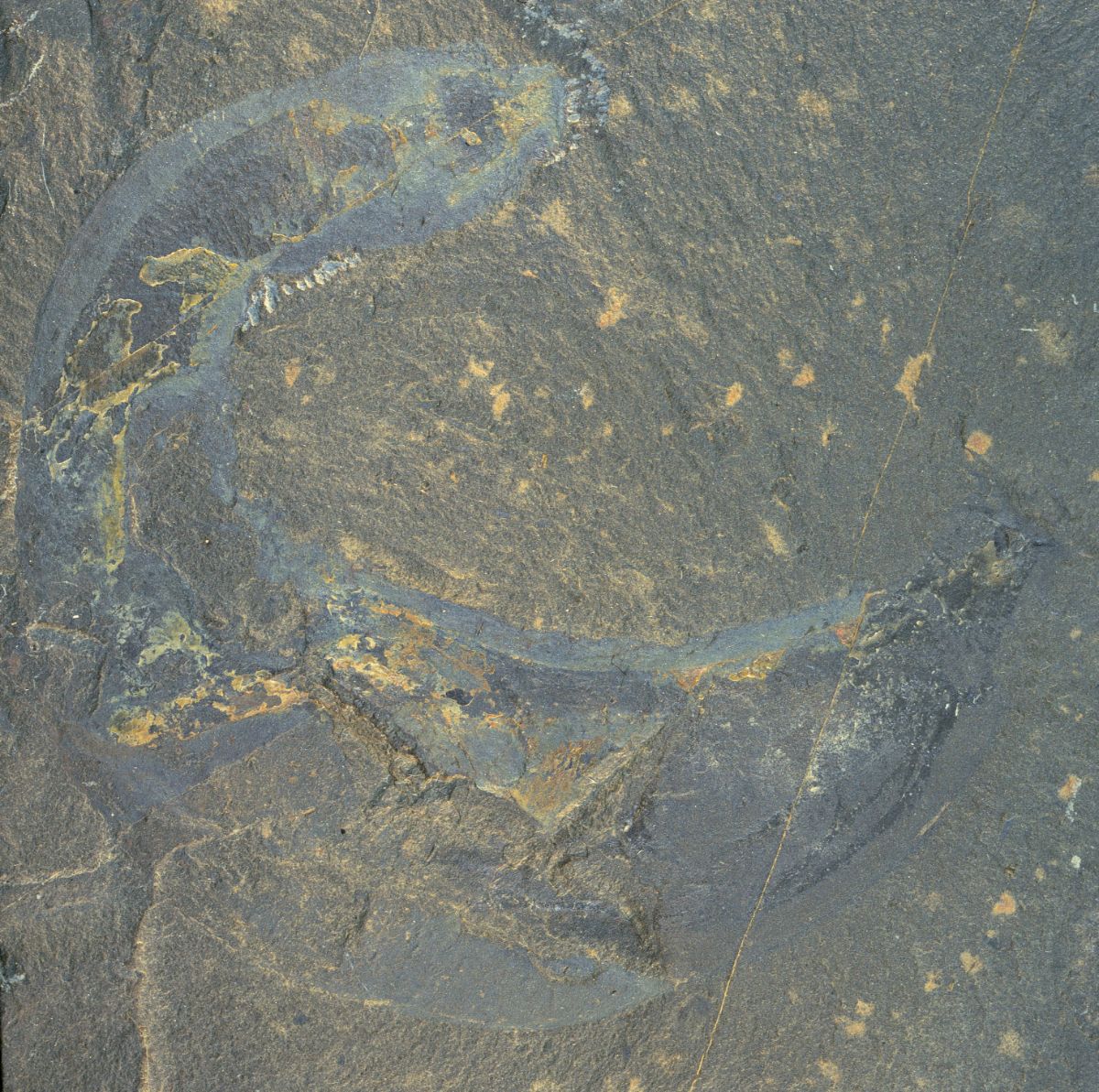 Meet the First Animals – More Than A Dodo