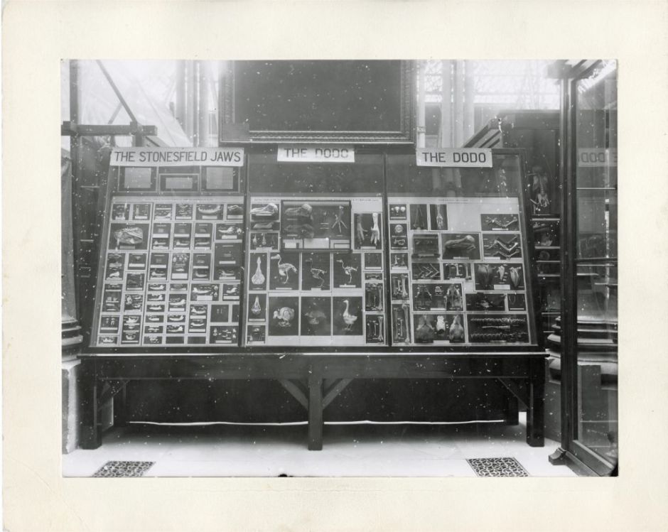 An ever-evolving museum – More Than A Dodo