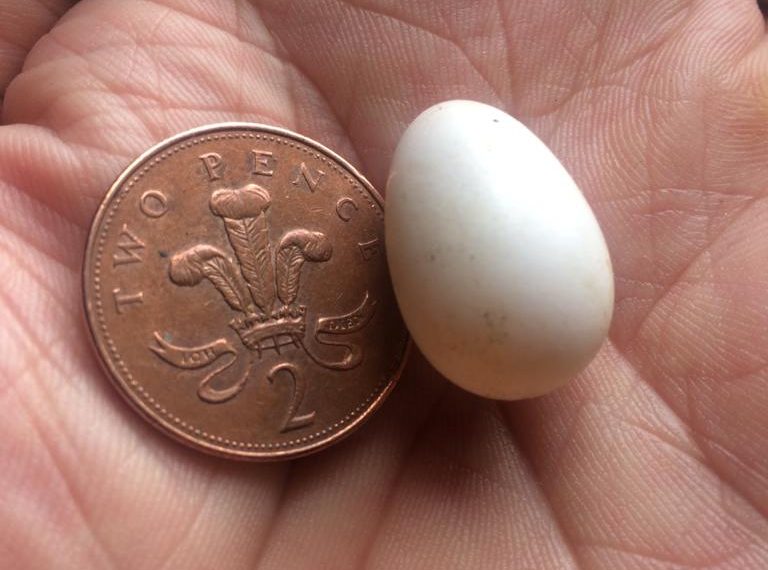 Eggs in the tower – More Than A Dodo