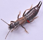 High-tech insect origami – More Than A Dodo