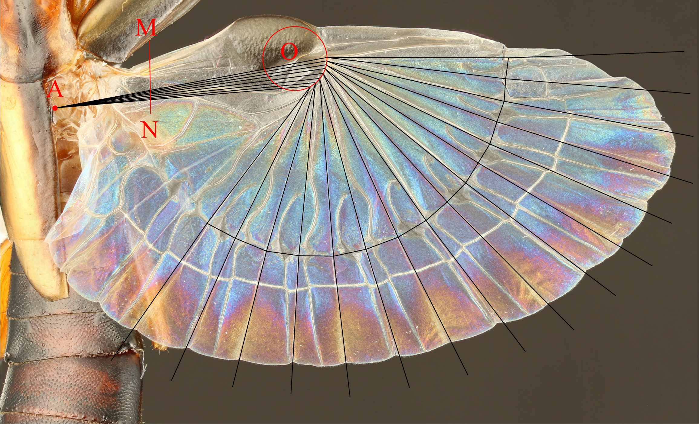 High-tech insect origami – More Than A Dodo