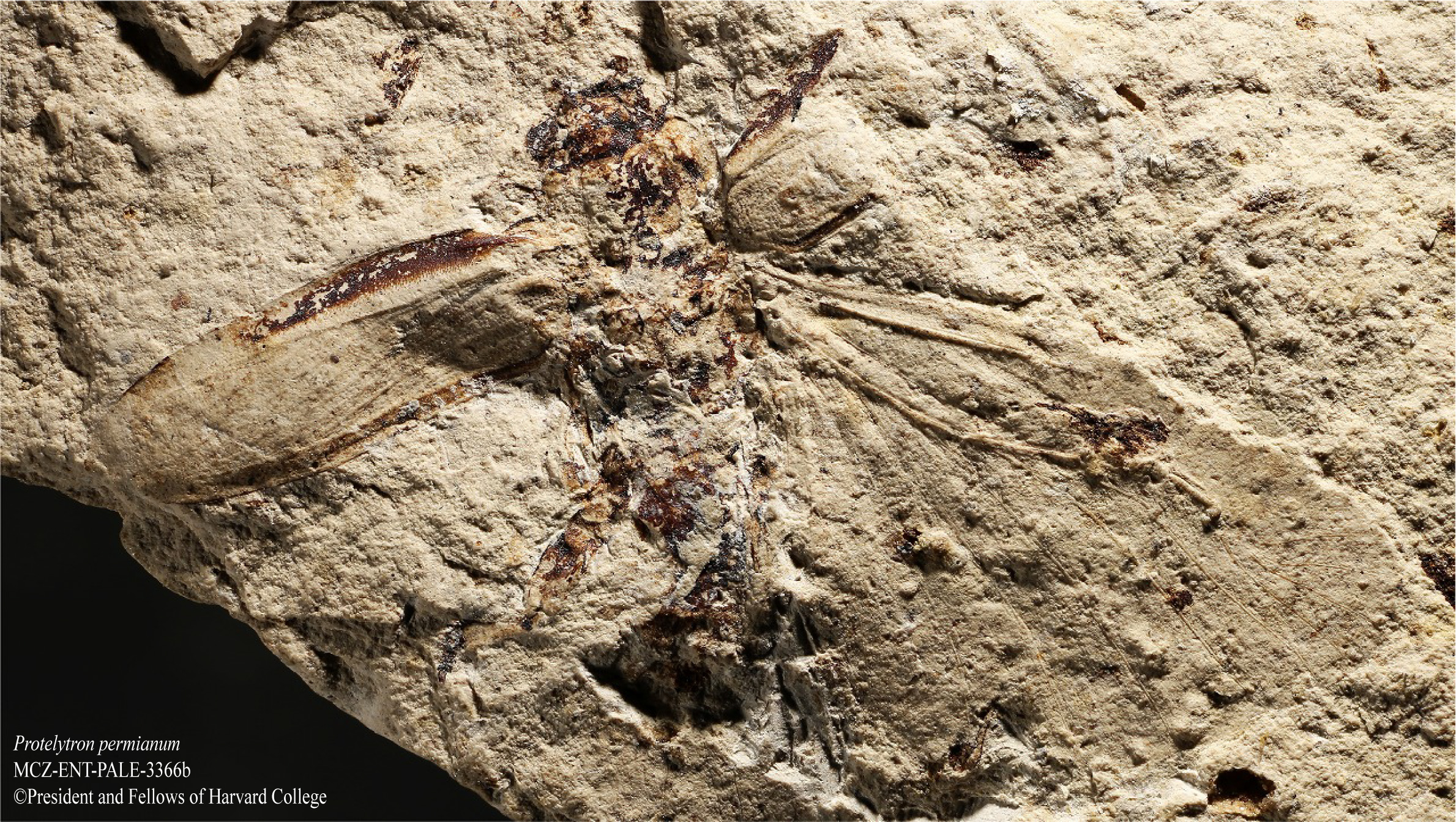 High-tech insect origami – More Than A Dodo