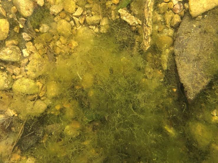 The Evolution of Plants – More Than A Dodo