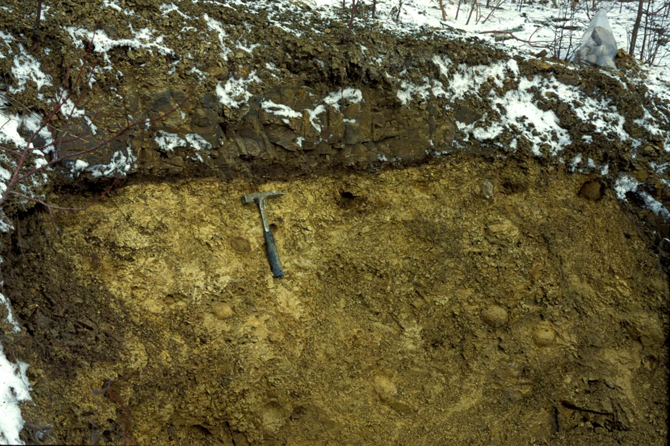 Revealing Exceptional fossils, one layer at a time – More Than A Dodo