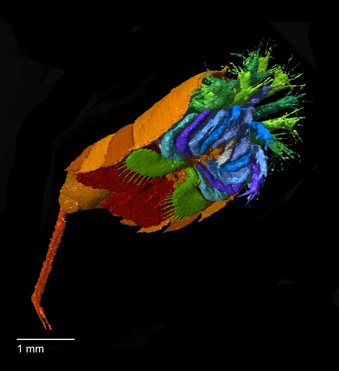 Revealing Exceptional fossils, one layer at a time – More Than A Dodo