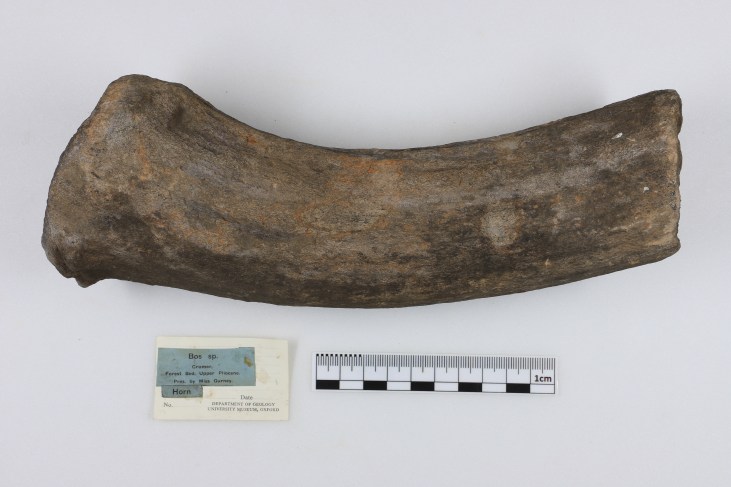 Anna Gurney and the geology of the Norfolk coast – More Than A Dodo