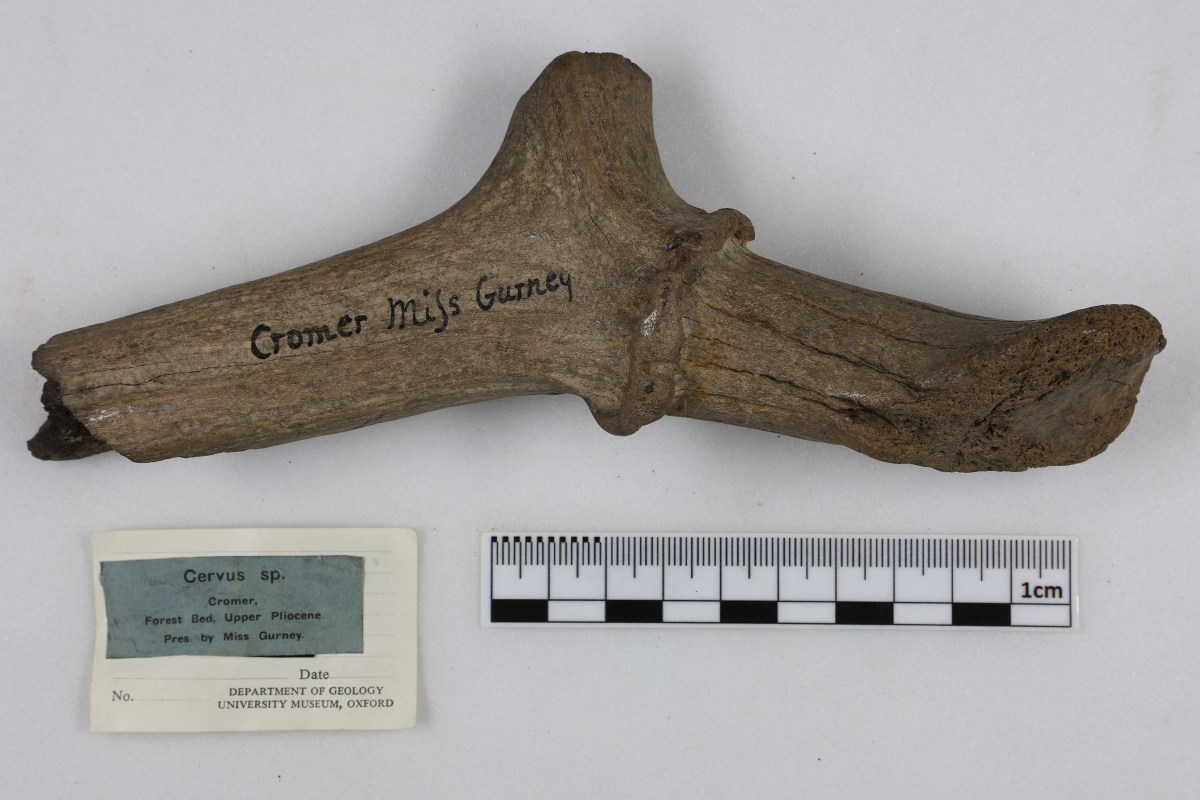 Anna Gurney and the geology of the Norfolk coast – More Than A Dodo