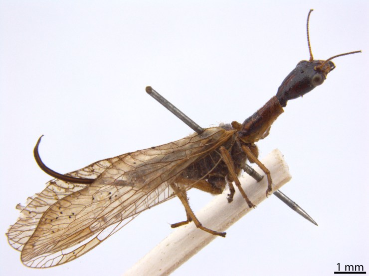 Snakeflies: Monsters in the Shadows of the Dinosaurs – More Than A Dodo