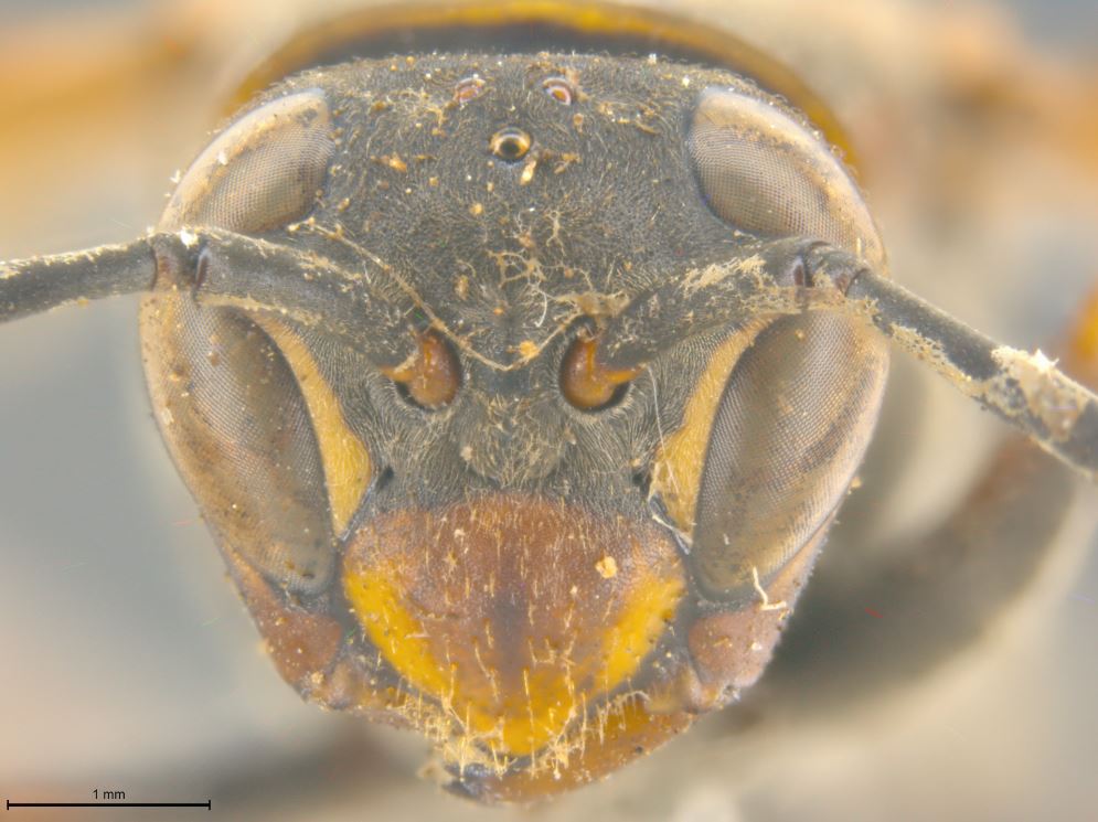 More Than A Dodo – Oxford University Museum of Natural History Blog