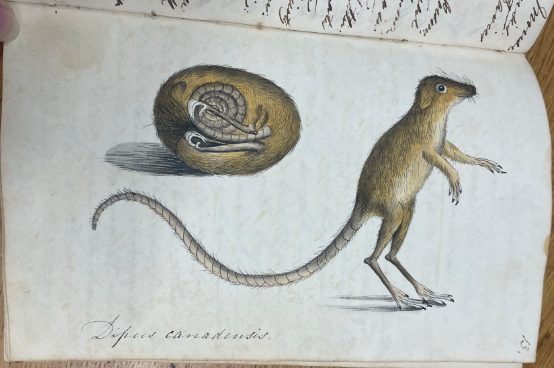 Of Jumping Mice and Megalosaurus – More Than A Dodo