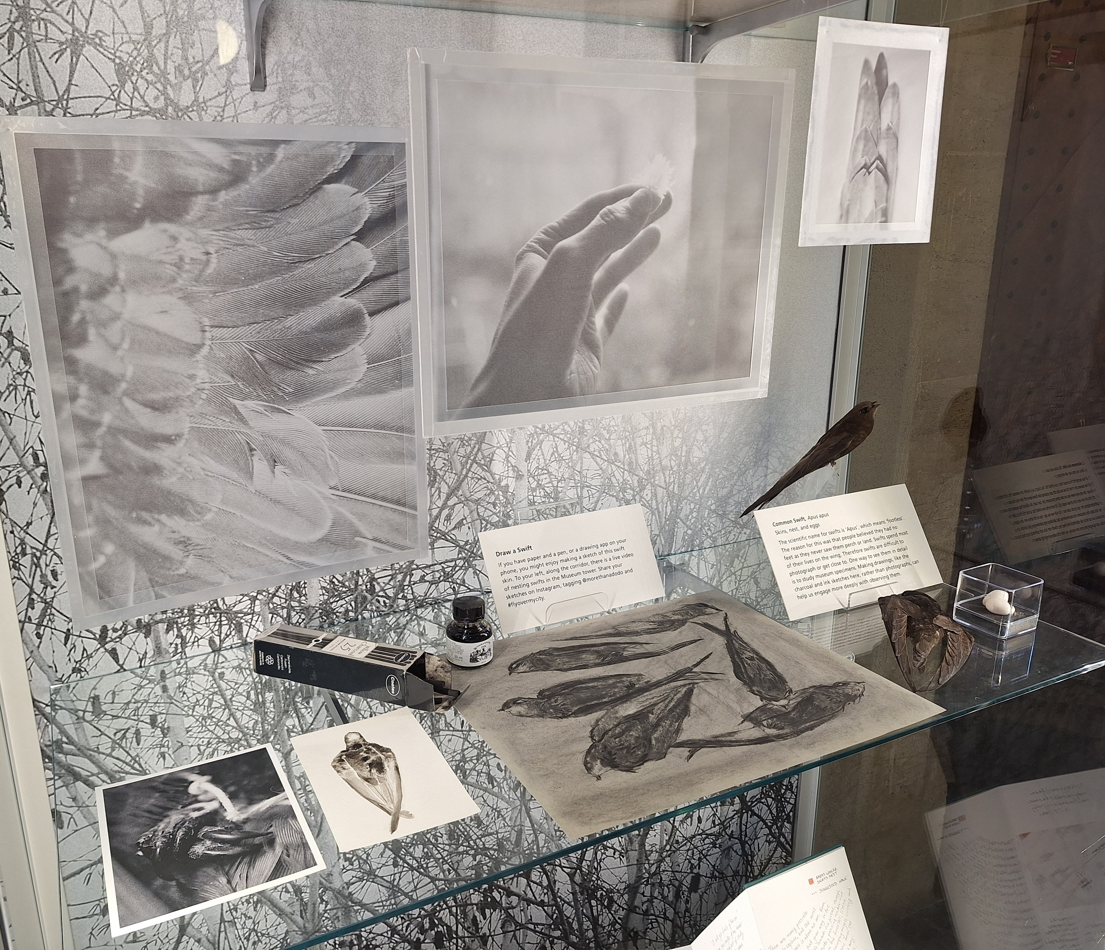 “The True Nature of Nature Itself” – More Than A Dodo